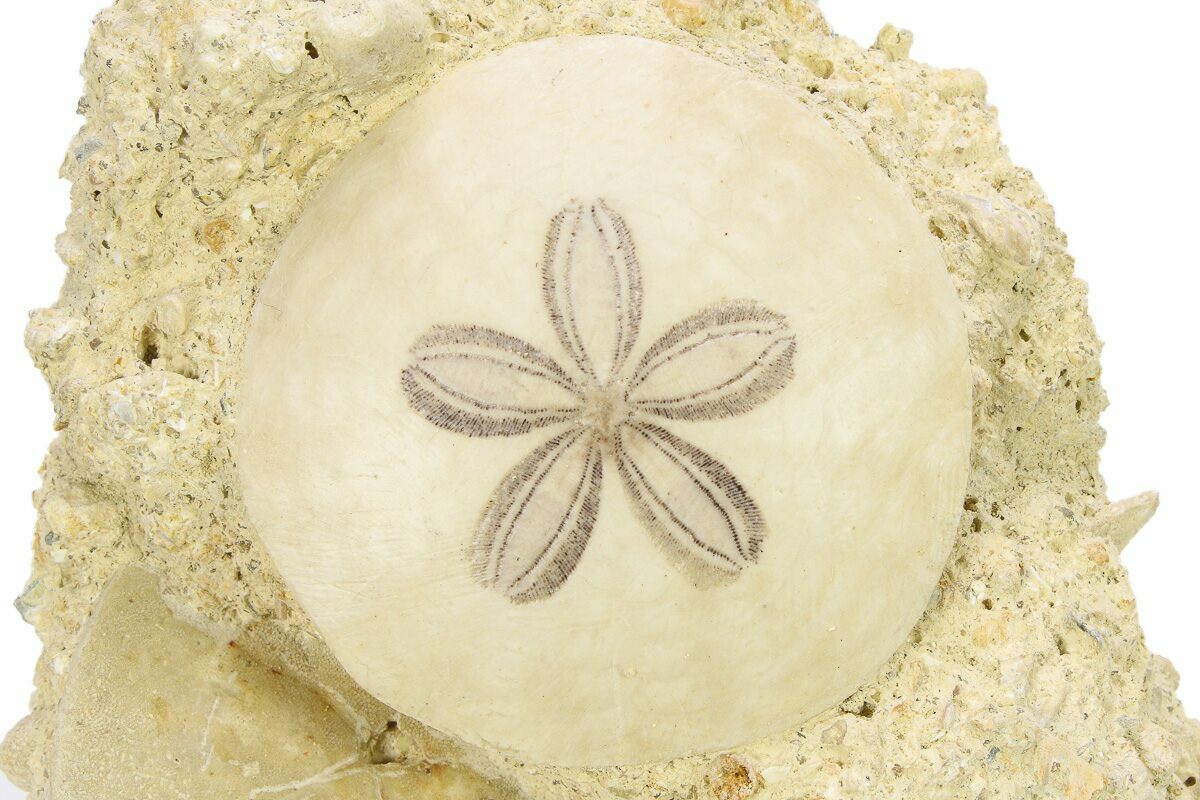 Two Fossil Sand Dollars - France (#286381) For Sale - FossilEra.com