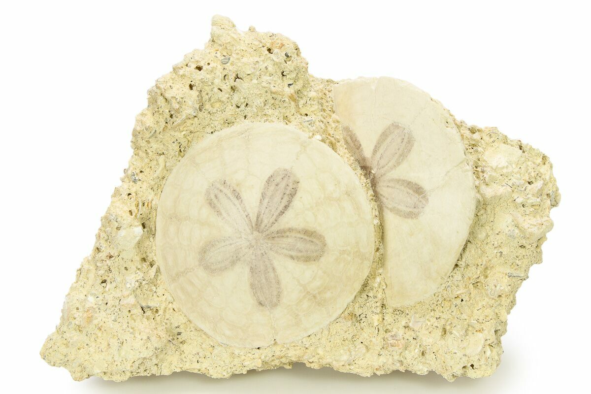 Two Fossil Sand Dollars - France (#286383) For Sale - FossilEra.com