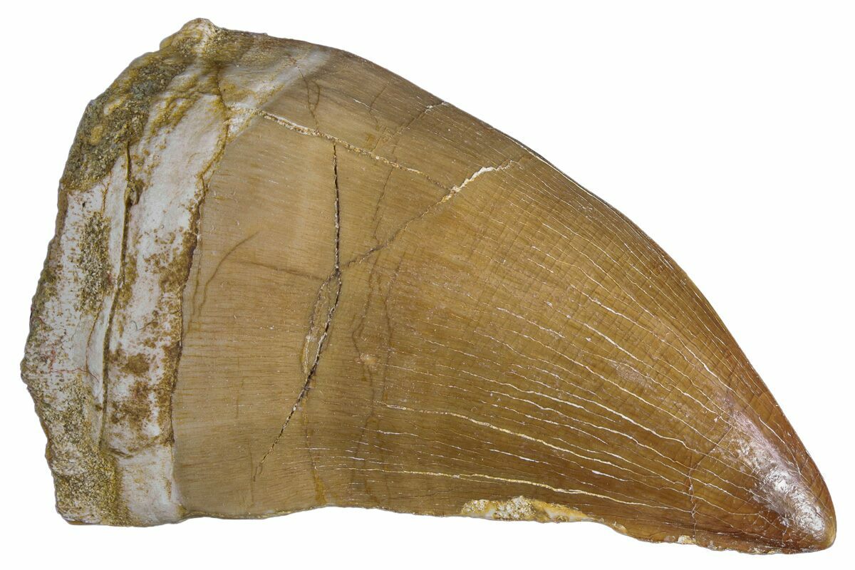 2.18" Fossil Mosasaur (Prognathodon) Tooth - Morocco (#286358) For Sale ...