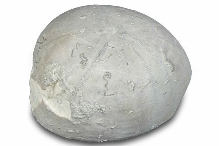 2.3" Cretaceous Sea Urchin (Holaster) Fossil - Texas (#286464) For Sale ...