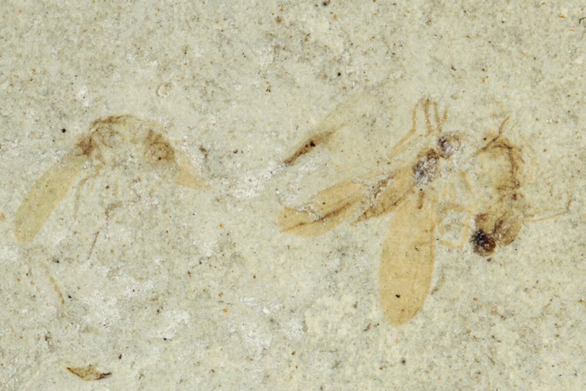 Two Fossil Flies (Diptera) - Green River Formation, Colorado (#286408 ...