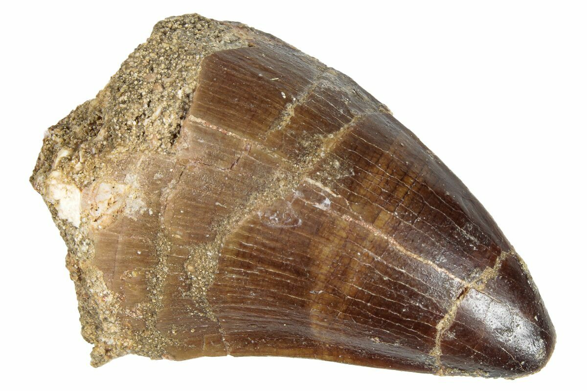1.74" Fossil Mosasaur (Prognathodon) Tooth - Morocco (#286324) For Sale ...