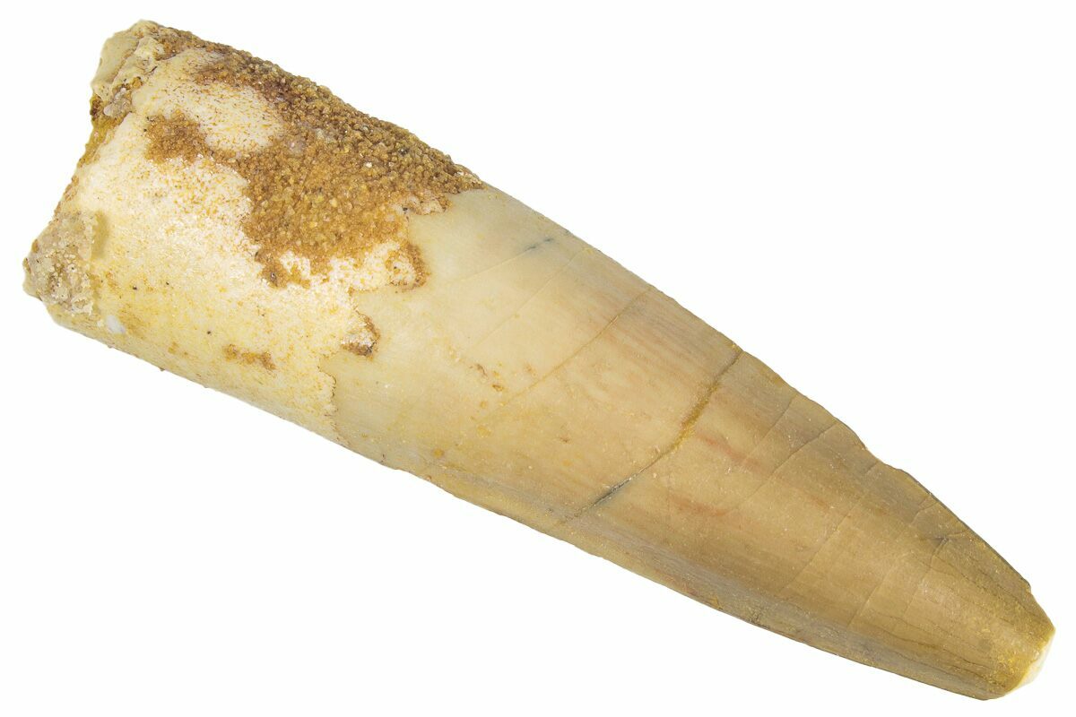 1.92" Fossil Spinosaurus Tooth - Real Dinosaur Tooth (#286773) For Sale ...