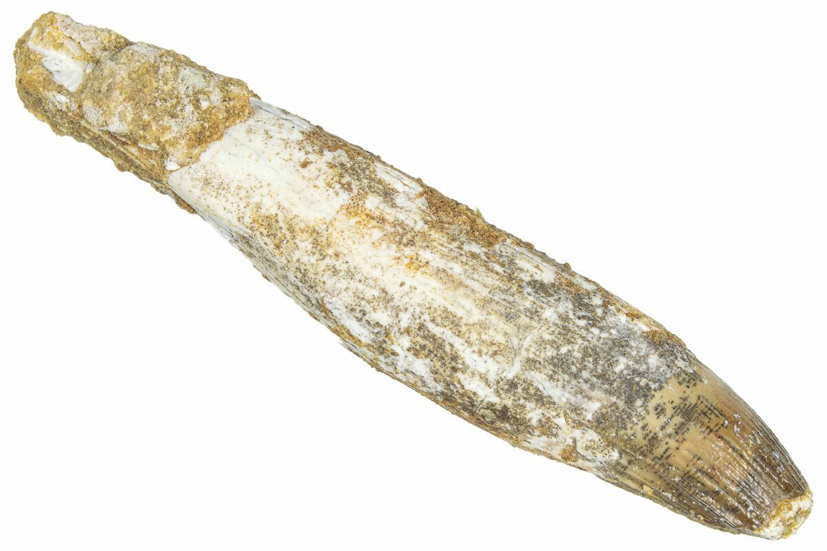 2.80" Fossil Juvenile Spinosaurus Tooth - Near Complete Root! (#286779 ...