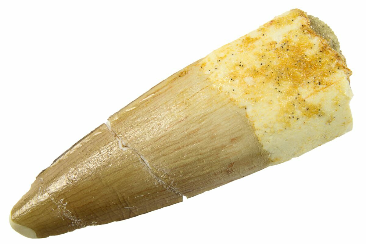 1.22" Juvenile Fossil Spinosaurus Tooth - Real Dinosaur Tooth (#286752 ...