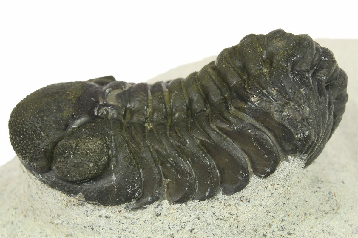 Bargain, 1.9" Austerops Trilobite - Ofaten, Morocco (#287282) For Sale ...