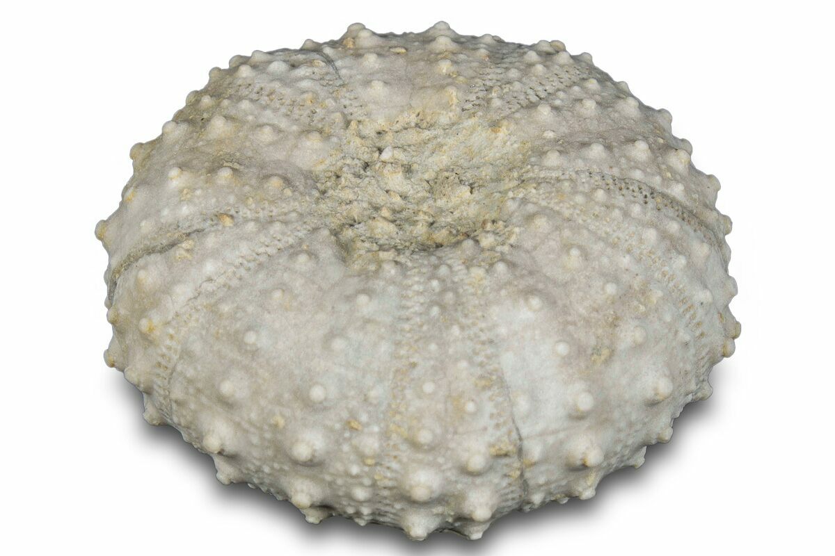 1" Cretaceous Echinoid (Phymosoma) Fossil - Texas (#287341) For Sale ...