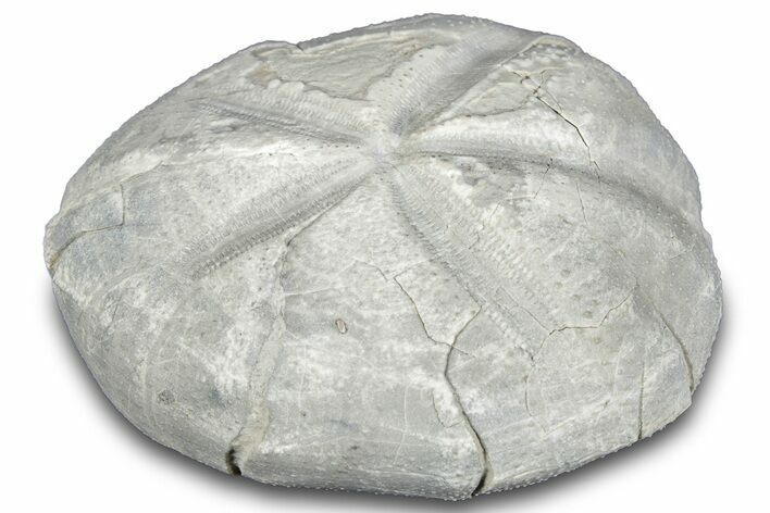 2.25" Cretaceous Sea Urchin (Macraster) Fossil - Texas (#287355) For ...