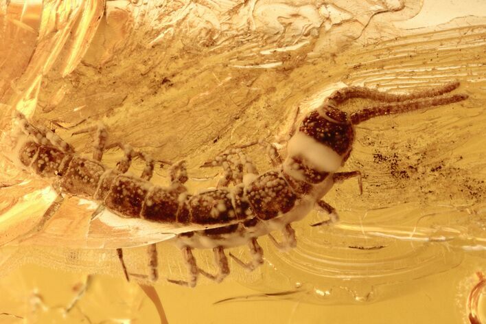 Detailed Fossil Stone Centipede (Lithobiidae) In Baltic Amber (#288176 ...