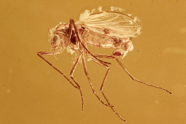 Fossil True Midge with Attached Phoretic Mite in Baltic Amber (#288521 ...