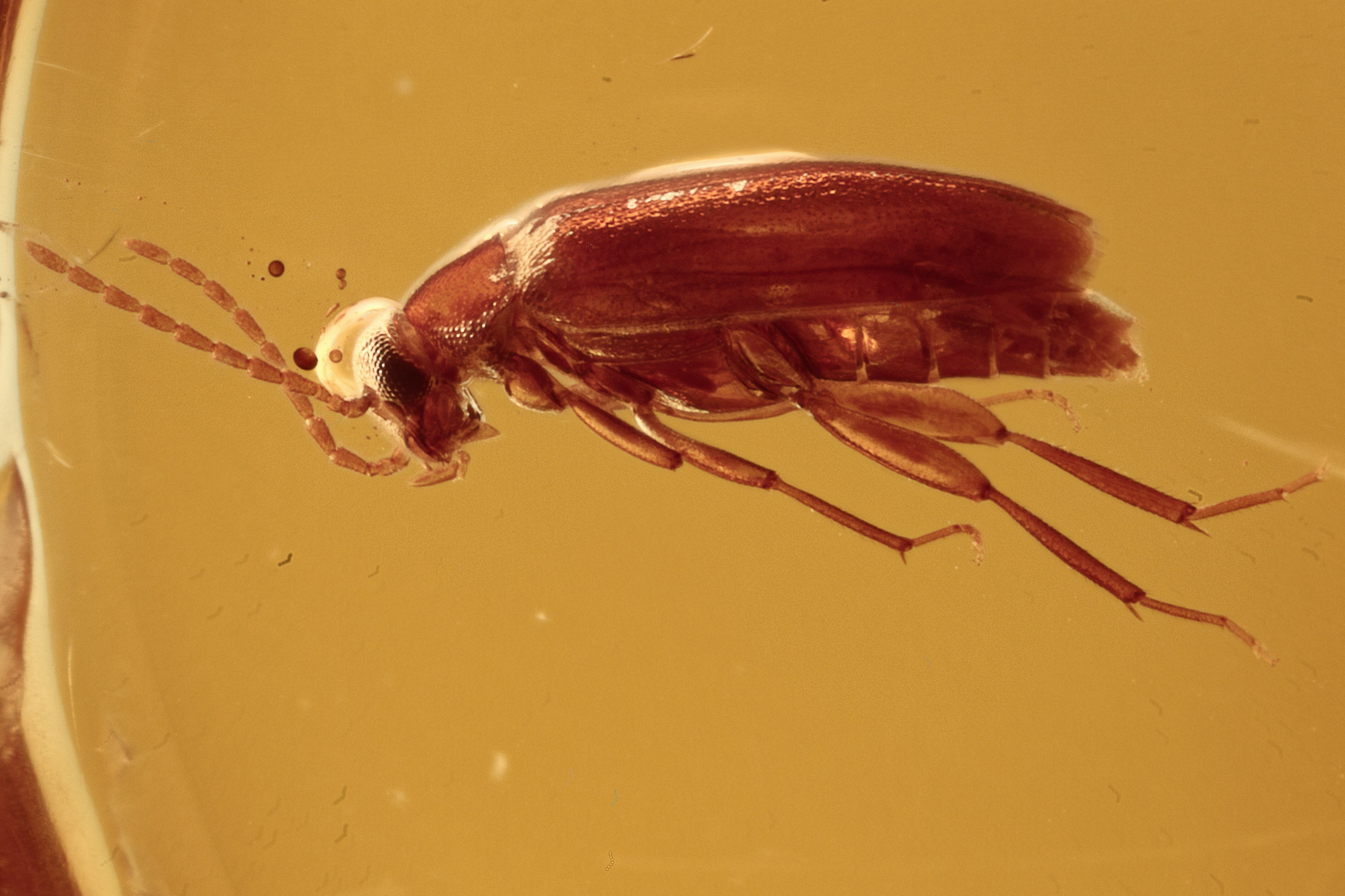Detailed Fossil False Flower Beetle (Scraptiidae) in Baltic Amber ...