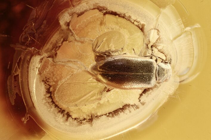 Fossil Beetle (Ptinidae) in Baltic Amber (#288627) For Sale - FossilEra.com