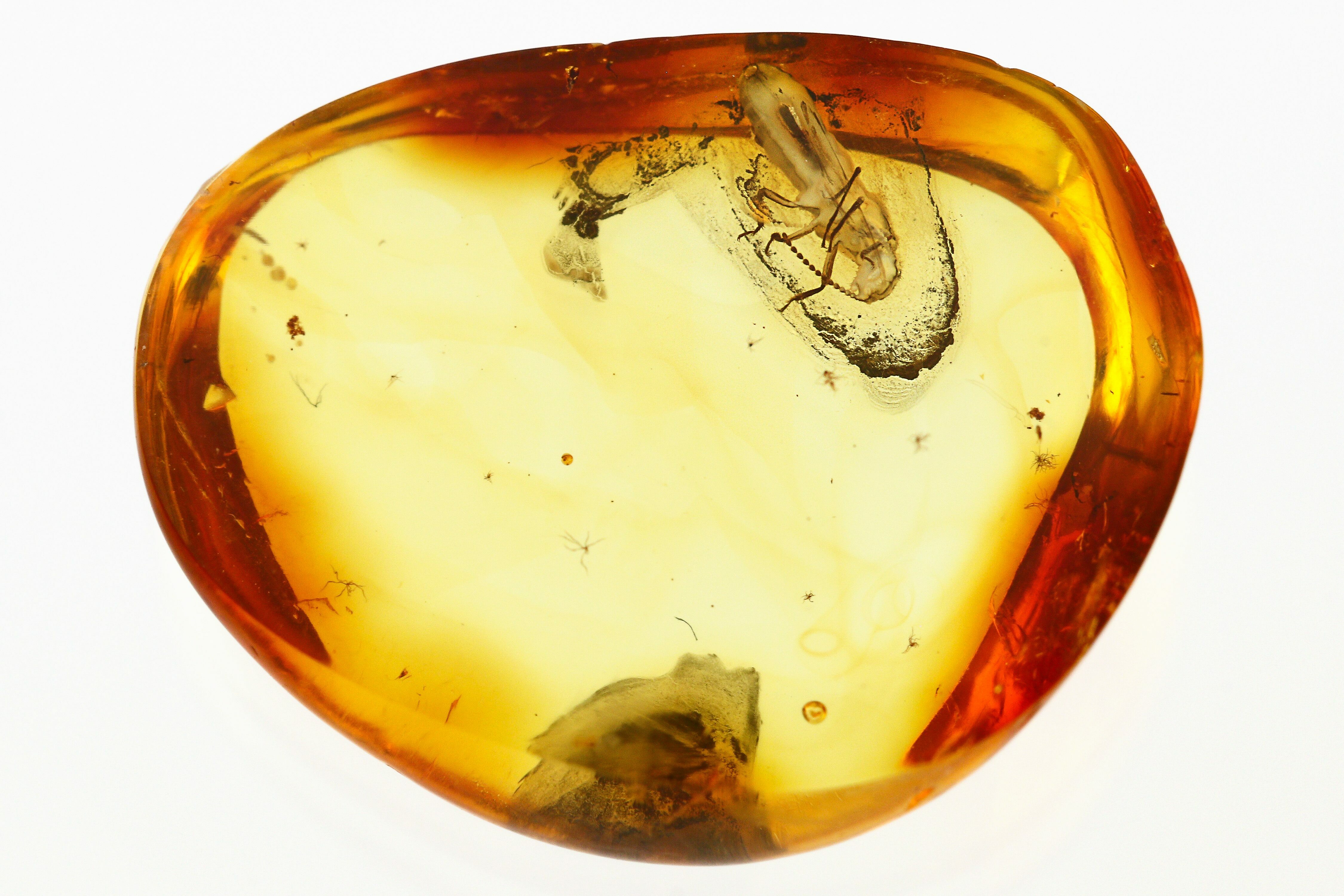 Detailed Fossil Termite (Isoptera) In Baltic Amber (#288592) For Sale ...