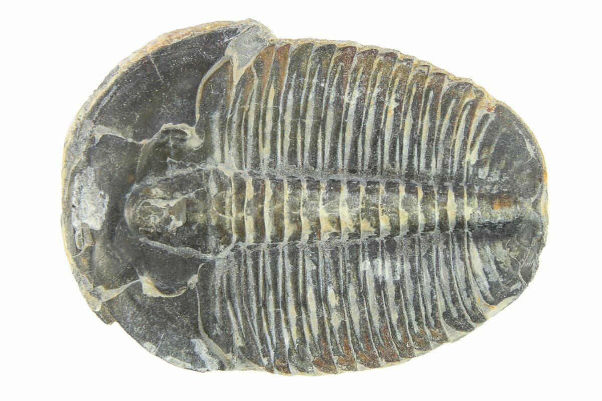 1.30" Elrathia Trilobite Fossil - Utah (#288990) For Sale - FossilEra.com