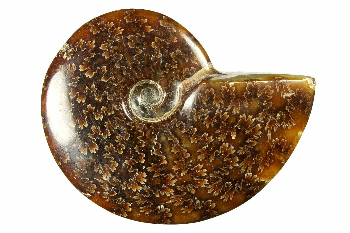 2.9" Polished Cretaceous Ammonite (Cleoniceras) Fossil - Madagascar ...