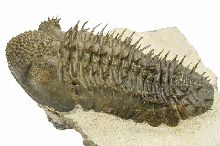 5.35" Spiny Drotops Armatus Trilobite - Colorful Shell, Excellent Prep ...