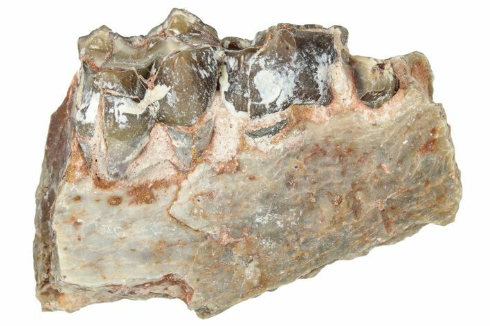 1.25" Fossil Horse (Mesohippus) Jaw Section - South Dakota (#289565 ...