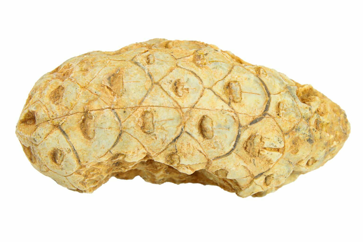 1.3" Fossil Cycadophyte Seed Cone - Boujdour, Morocco (#288723) For ...