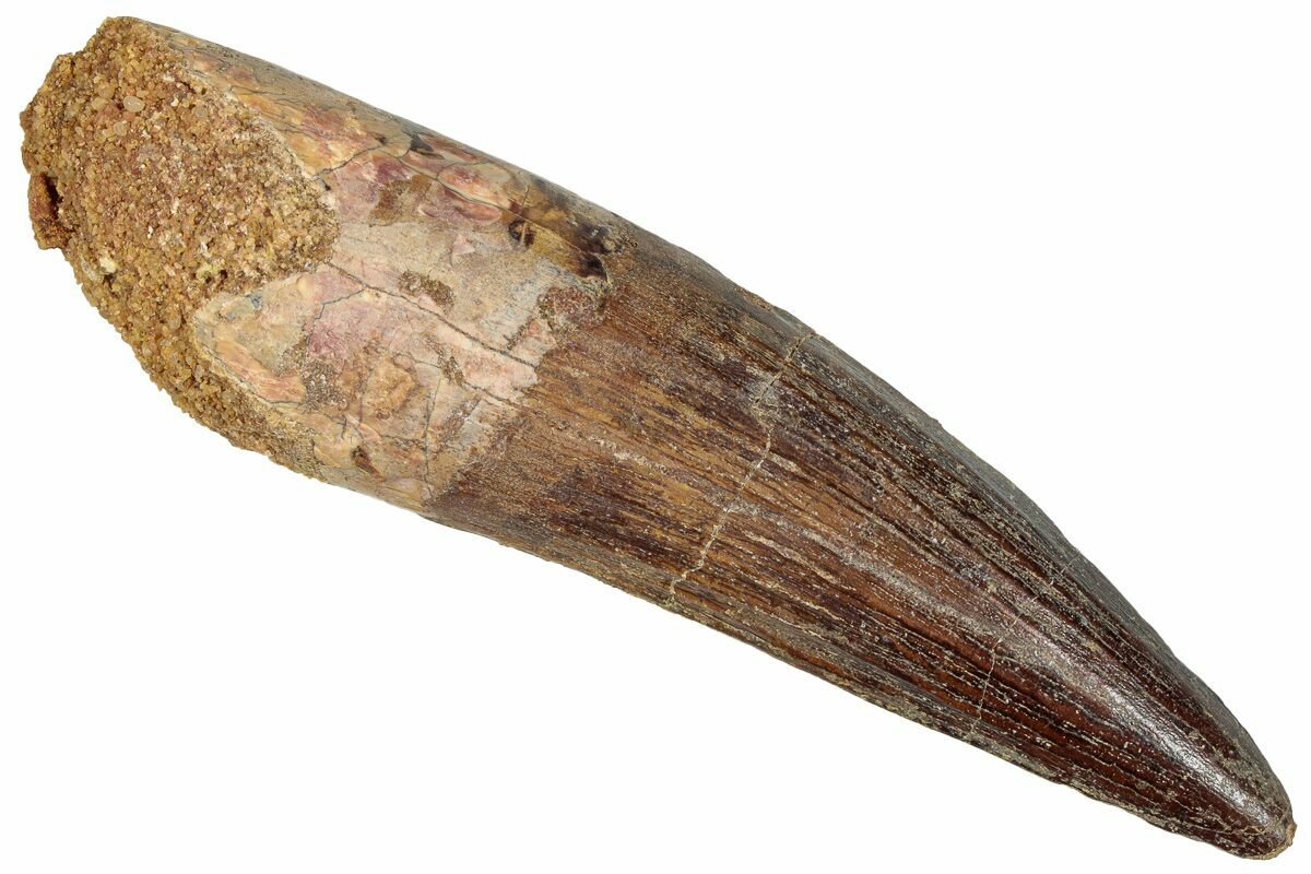 4.20" Real Fossil Spinosaurus Tooth - Nice Enamel Preservation (#289776 ...