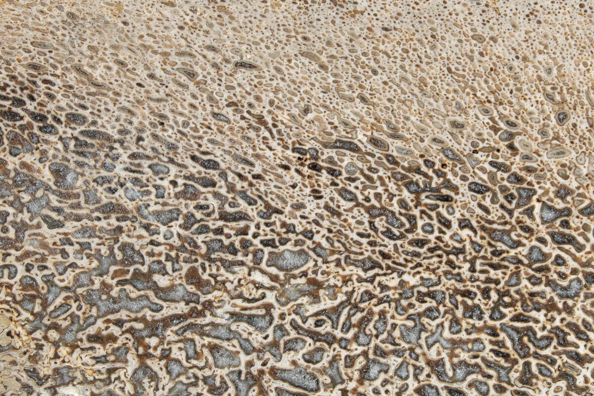 4.25" Polished Dinosaur Bone (Gembone) Slab - Morocco (#290282) For ...