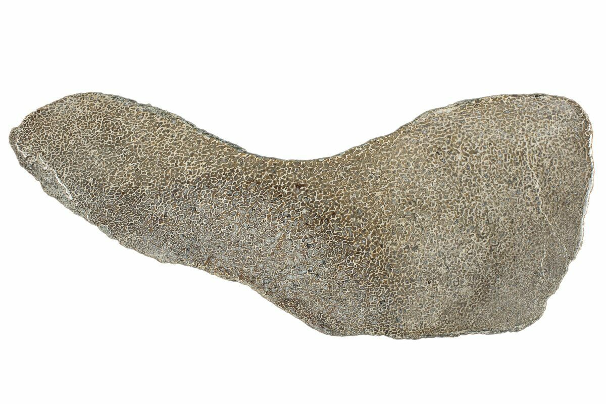 6.75" Polished Dinosaur Bone (Gembone) Slab - Morocco (#290313) For ...