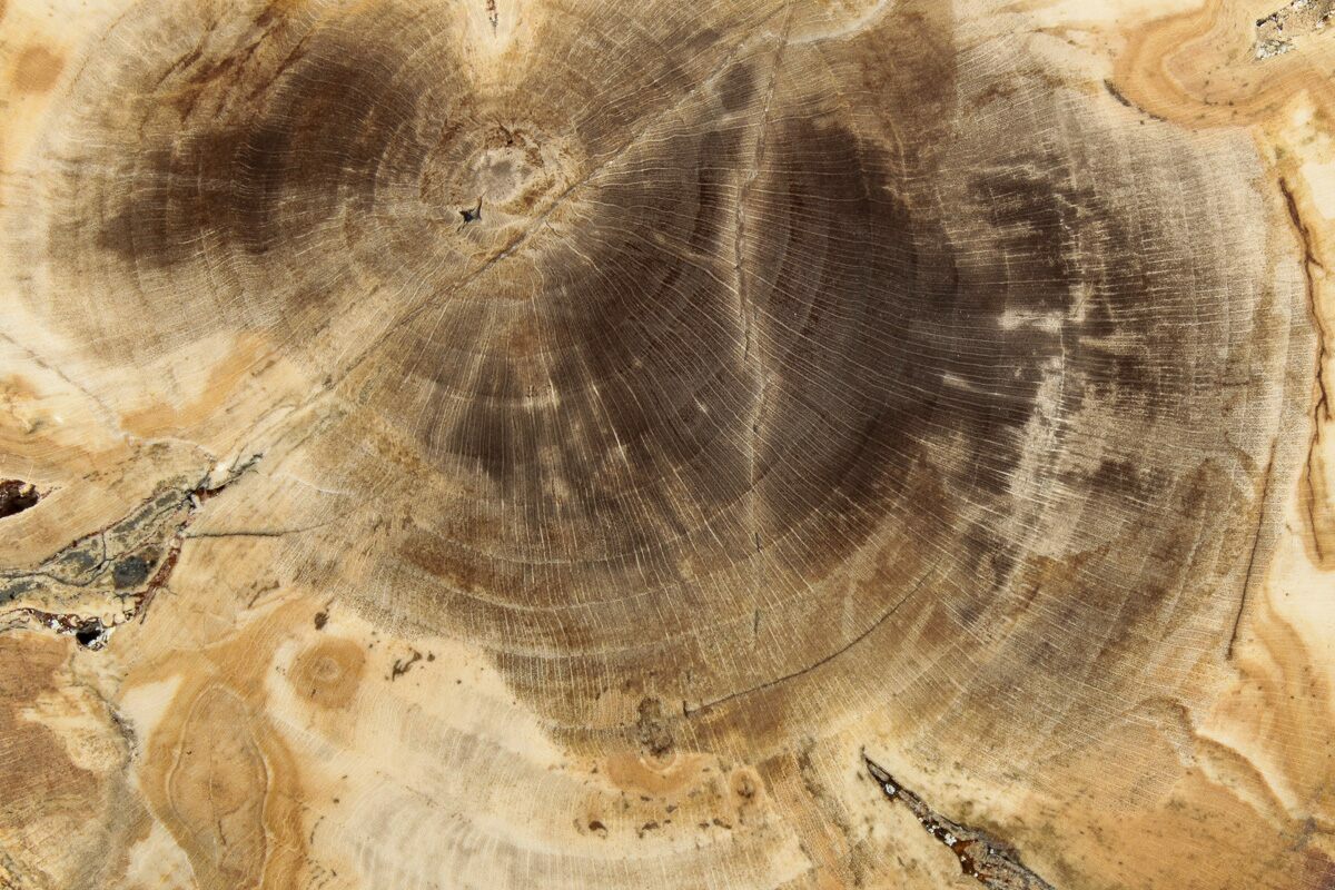 4.7" Polished Petrified Wood Round - Sweet Home, Oregon (#290574) For ...