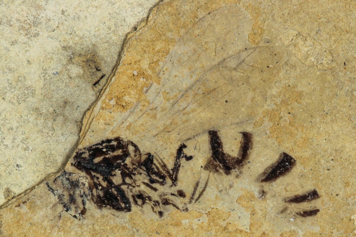 .5" Fossil Insect (Hymenoptera) - France (#290720) For Sale - FossilEra.com