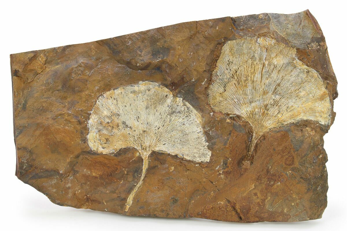 Two Paleocene Fossil Ginkgo Leaves - North Dakota (#290797) For Sale ...