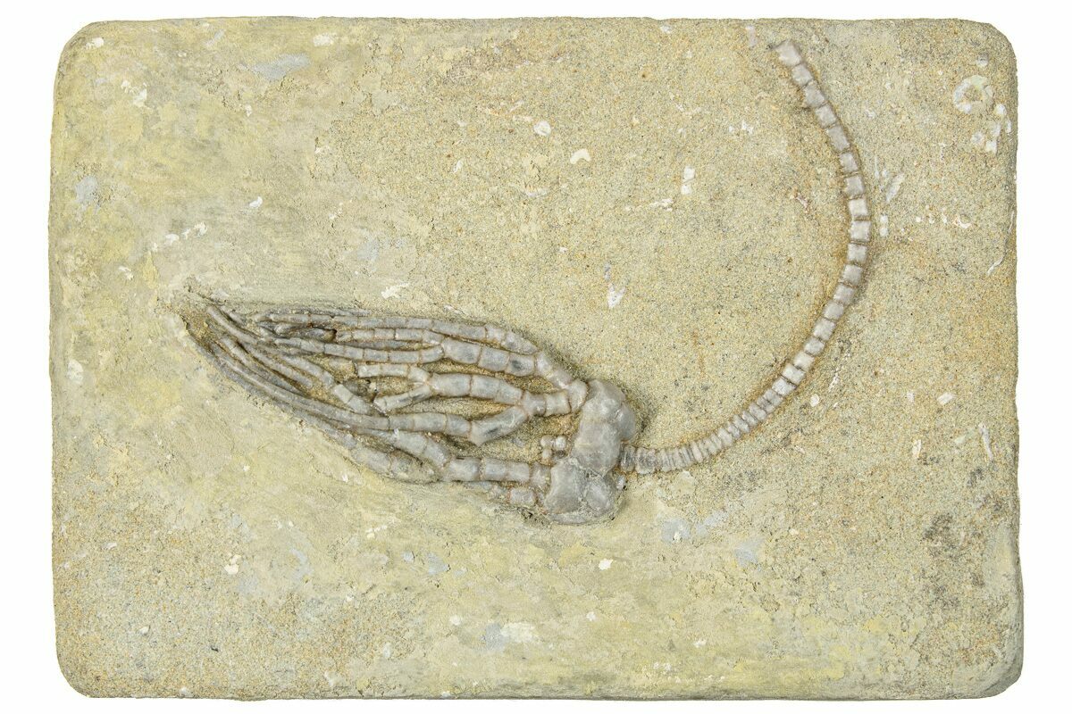 1.6" Fossil Crinoid (Decadocrinus) - Crawfordsville, Indiana (#291758 ...