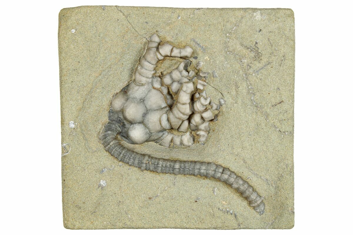 1.6" Fossil Crinoid (Cyathocrinites) - Crawfordsville, Indiana (#291790 ...