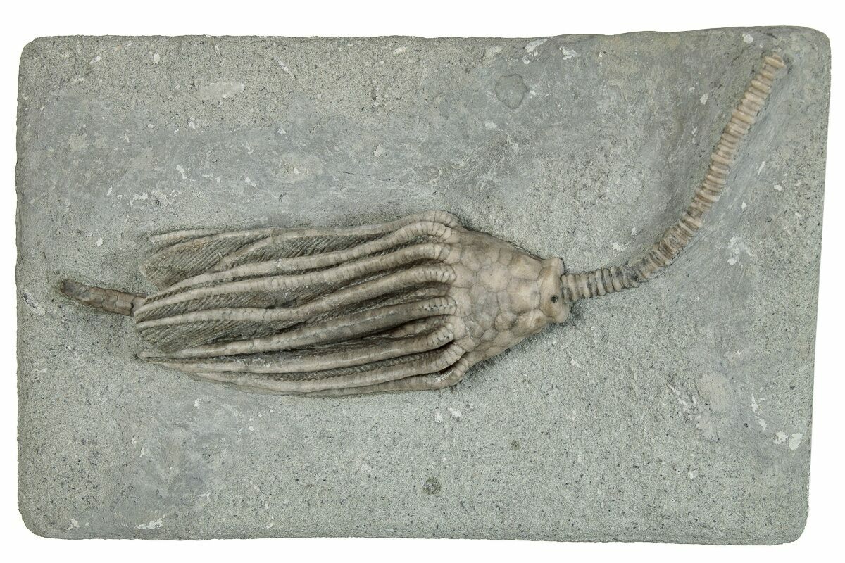 2.75" Fossil Crinoid (Macrocrinus) - Crawfordsville, Indiana (#291799 ...