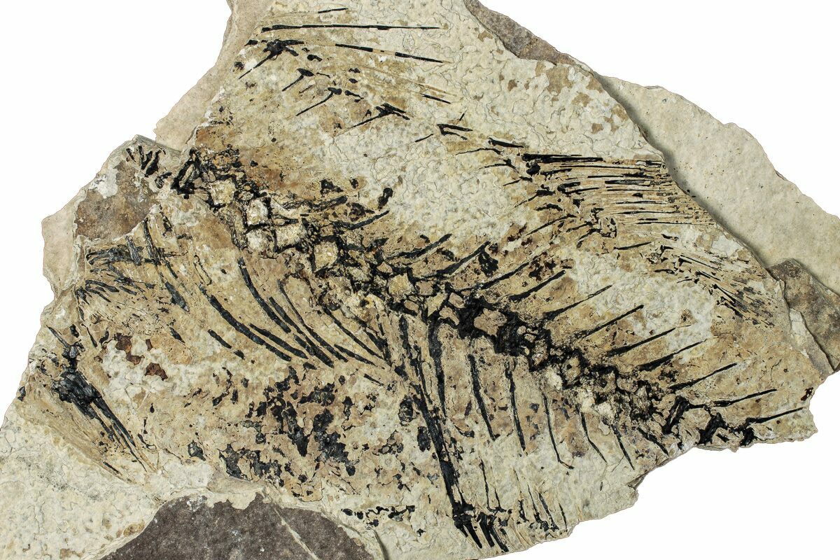Bargain, 6.1" Partial Fossil Fish (Mioplosus) - Wyoming (#292136) For ...