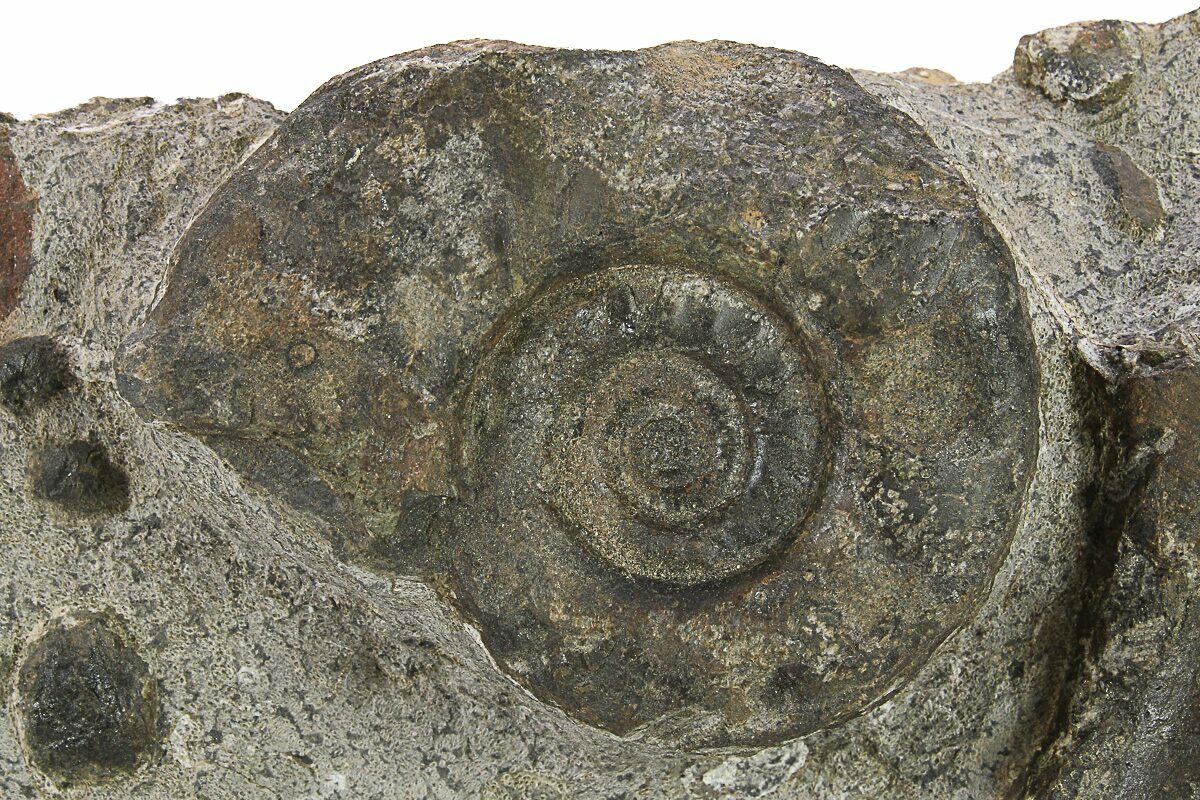 11.7" Plate of Devonian Ammonite & Cephalopod Fossils - Morocco ...
