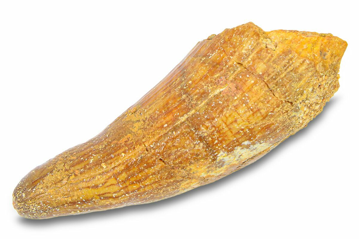 2.04" Cretaceous Fossil Crocodylomorph Tooth - Morocco (#292218) For ...