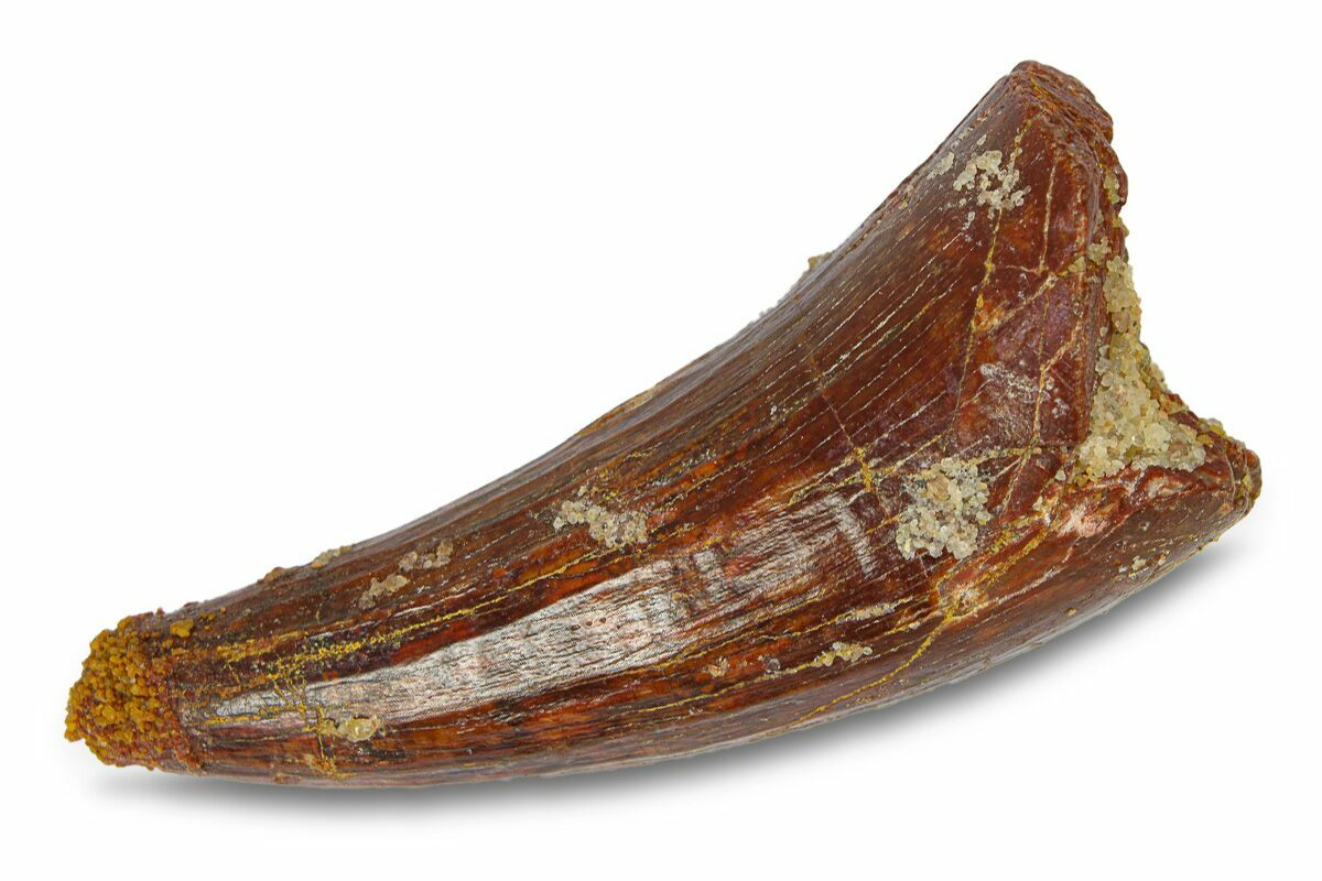 1.72" Cretaceous Fossil Crocodylomorph Tooth - Morocco (#292221) For ...
