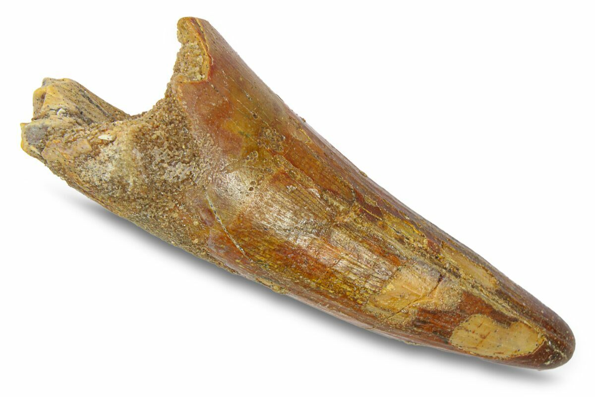 2.33" Cretaceous Fossil Crocodylomorph Tooth - Morocco (#292223) For ...