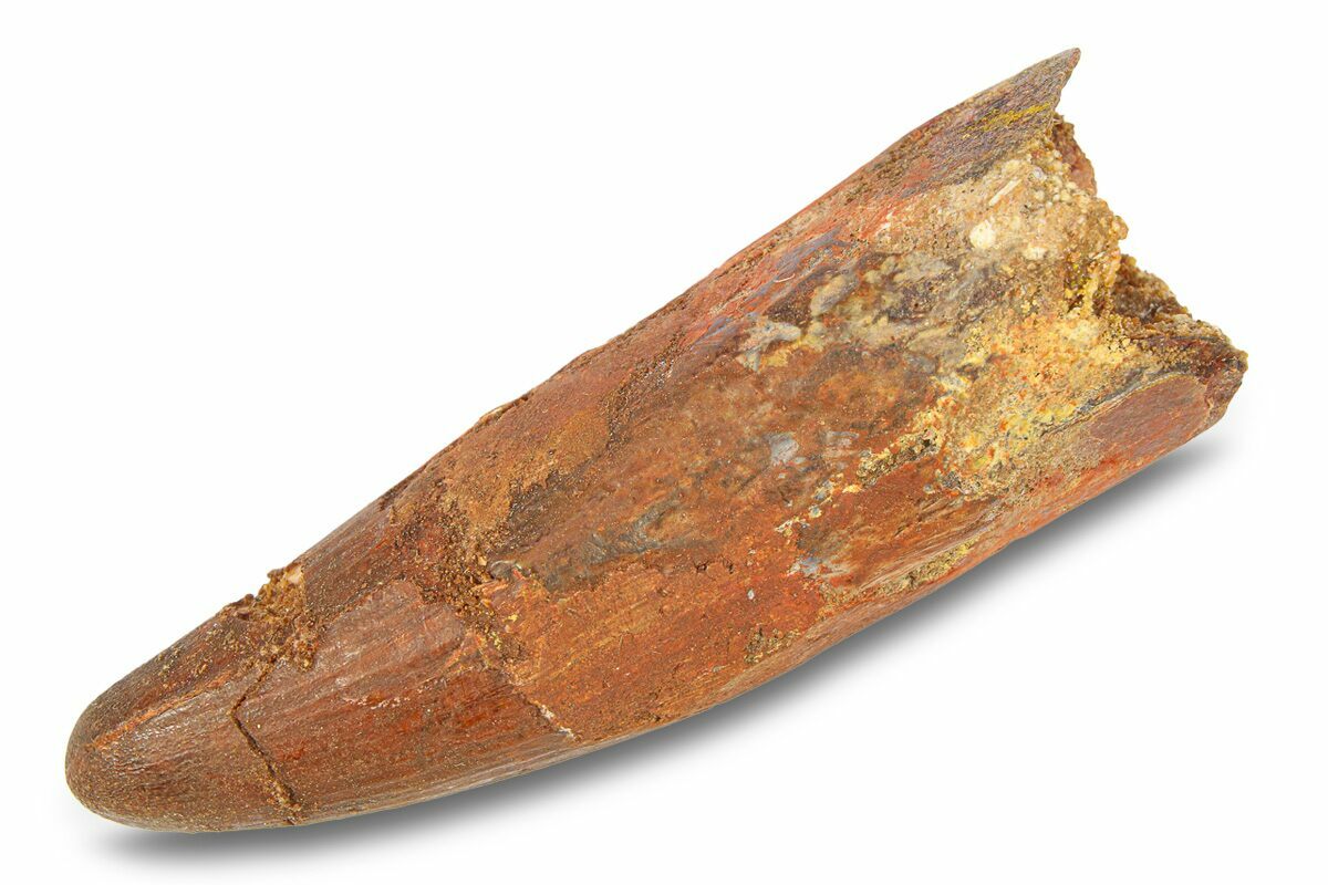 2.36" Cretaceous Fossil Crocodylomorph Tooth - Morocco (#292240) For ...