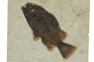 FossilEra - Fossils, Meteorites & Minerals For Sale - FossilEra.com