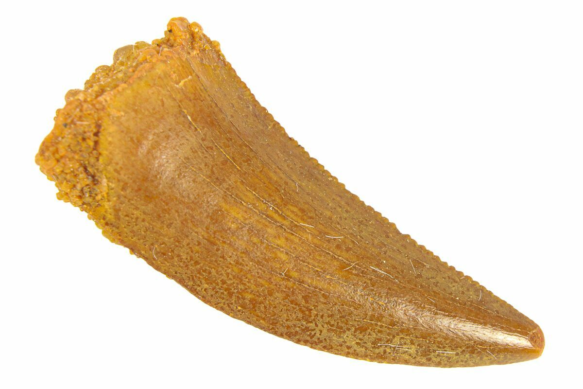 Serrated, .80" Raptor Tooth - Real Dinosaur Tooth (#291856) For Sale ...
