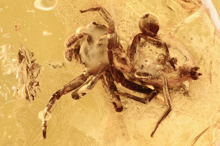 Fossil Jumping Spider (Salticidae) In Baltic Amber (#292471) For Sale ...