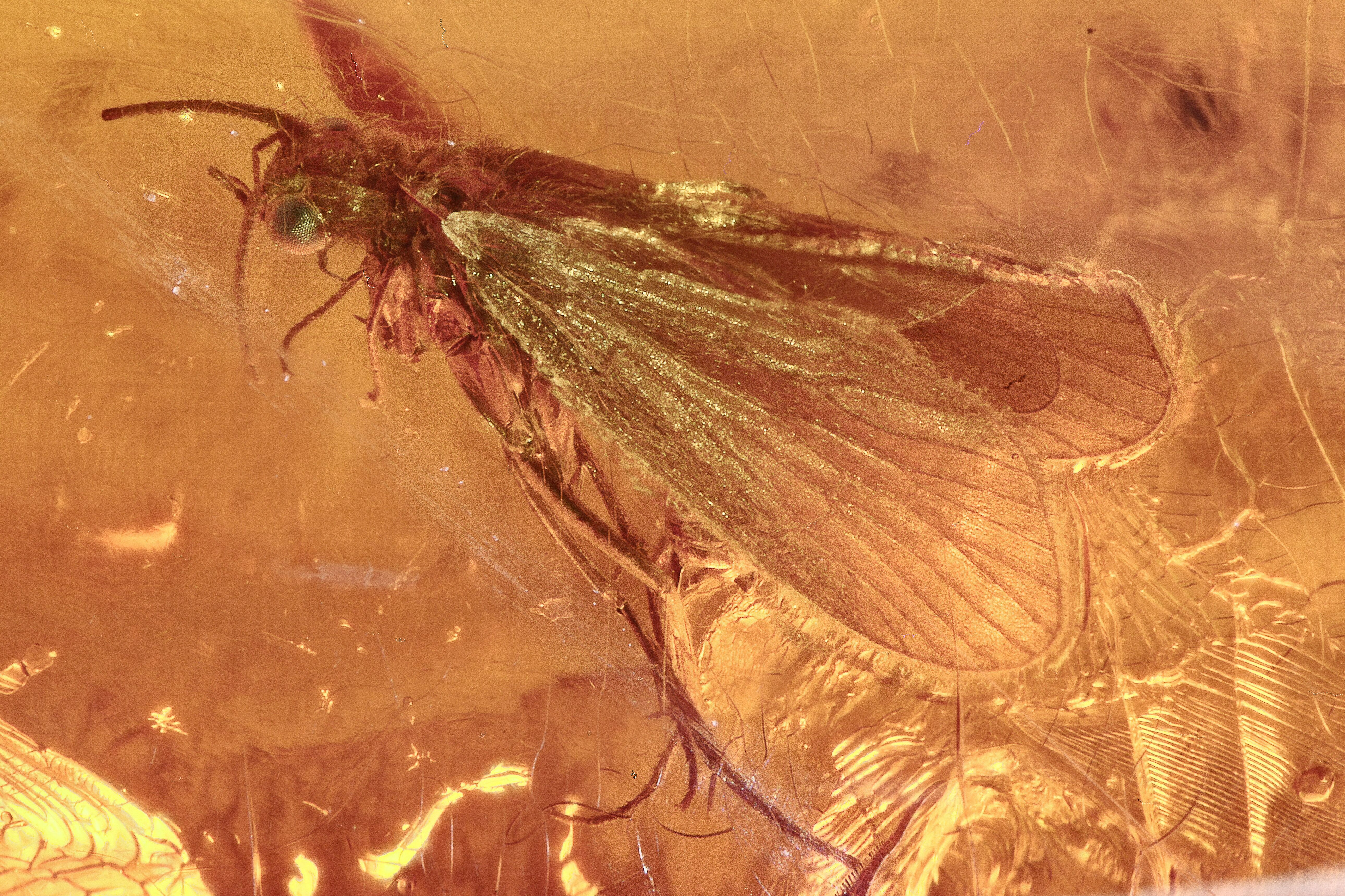 Two Fossil Caddisflies (Trichoptera) In Baltic Amber (#292480) For Sale ...