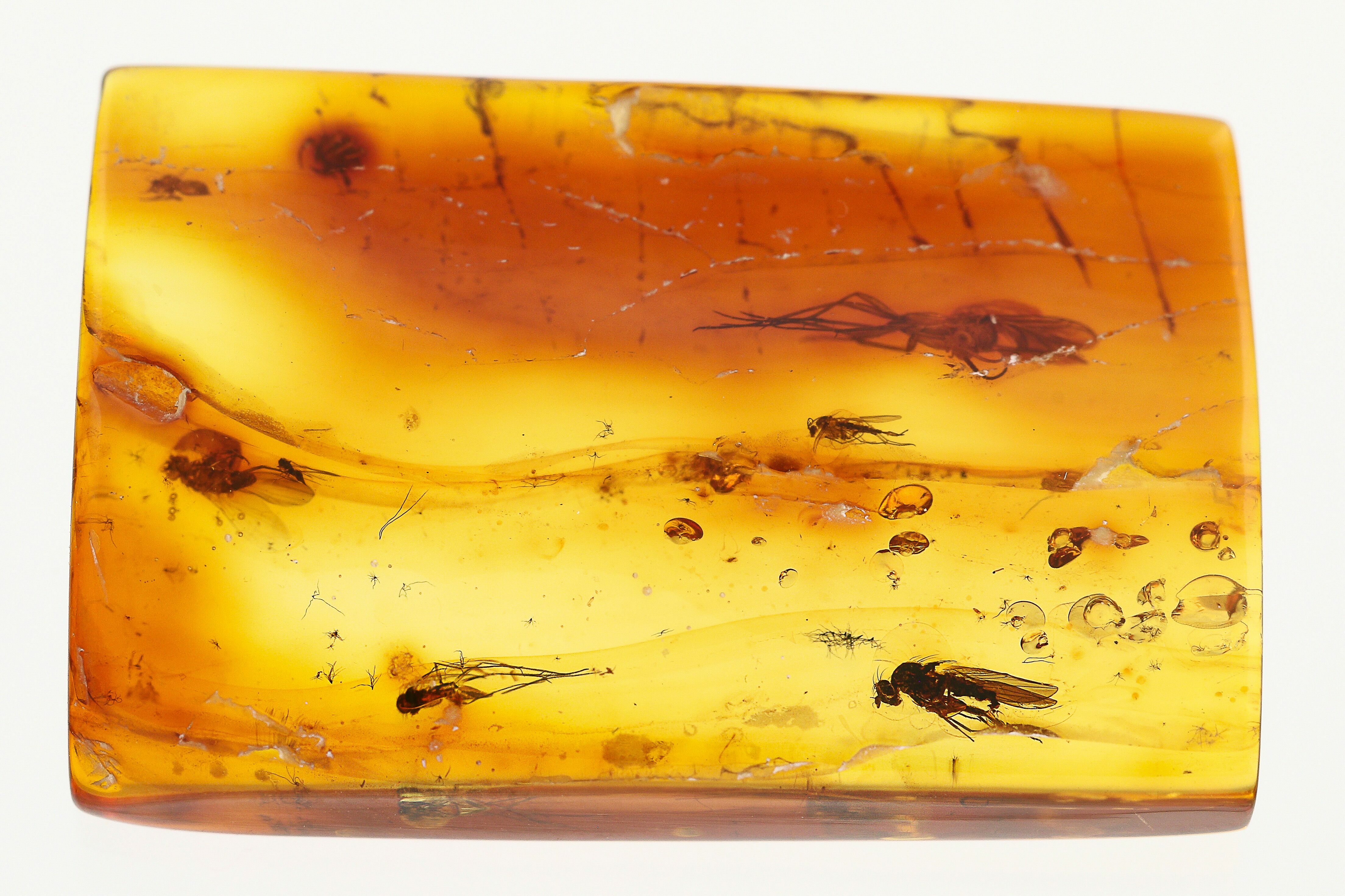 Detailed Fossil Muscoid Fly (Acalyptratae) in Baltic Amber (#292465 ...