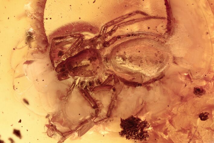 Detailed Fossil Spider (Trochanteriidae) In Baltic Amber (#292569) For ...