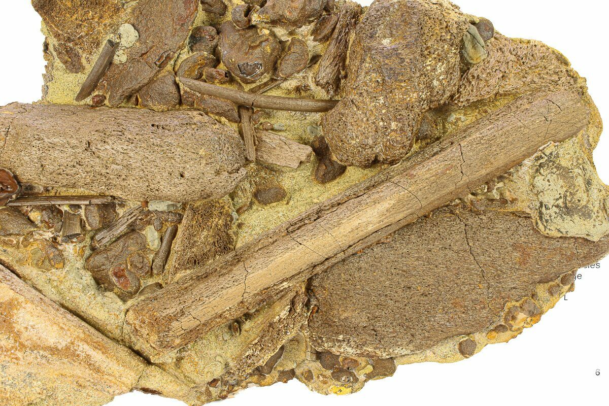 10.8" Fossil Dinosaur Teeth, Bones & Tendons in Sandstone - Wyoming ...