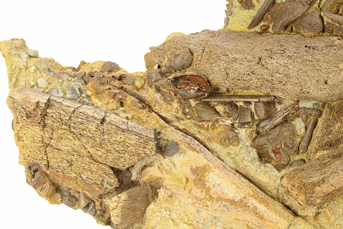 10.8" Fossil Dinosaur Teeth, Bones & Tendons in Sandstone - Wyoming ...