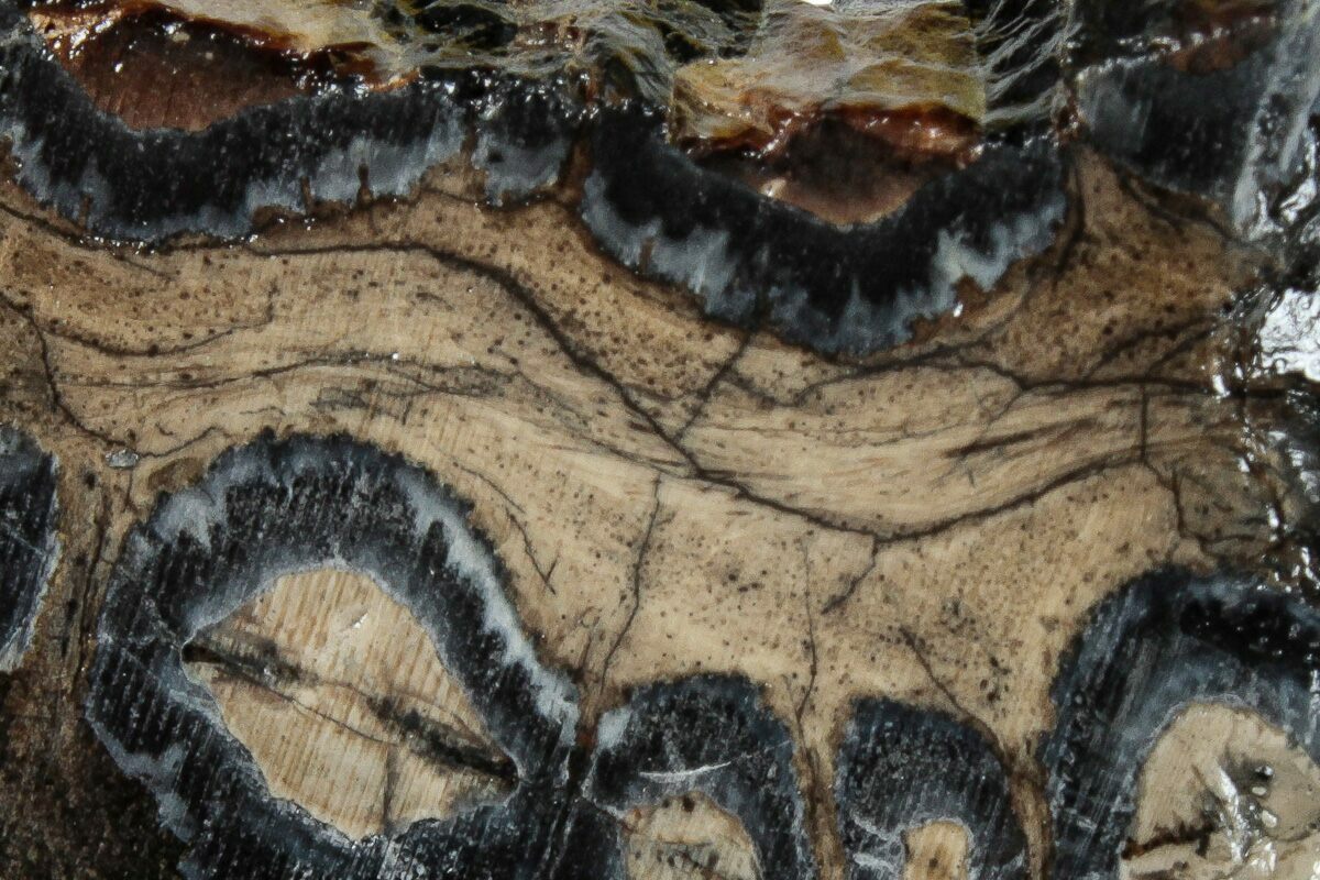 1.15" Mammoth Molar Slice With Case - South Carolina (#291190) For Sale ...