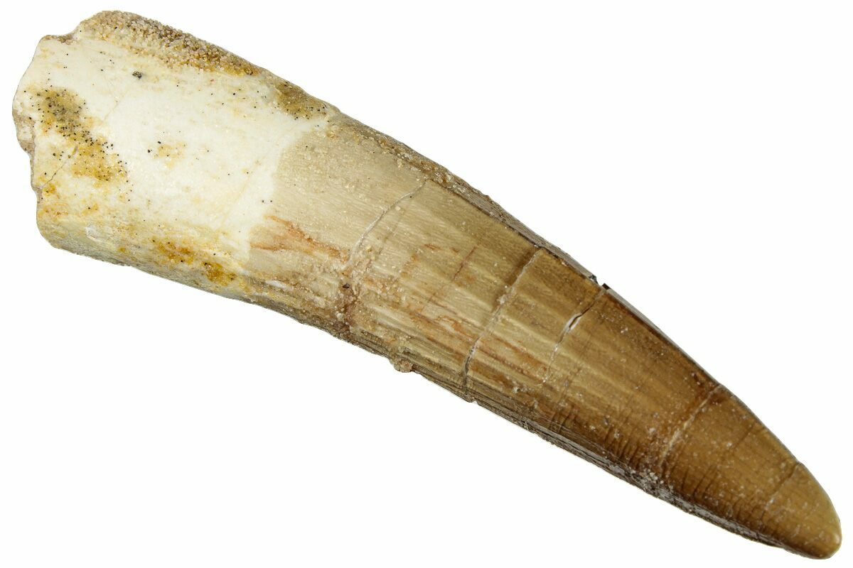 1.95" Fossil Spinosaurus Tooth - Real Dinosaur Tooth (#292700) For Sale ...