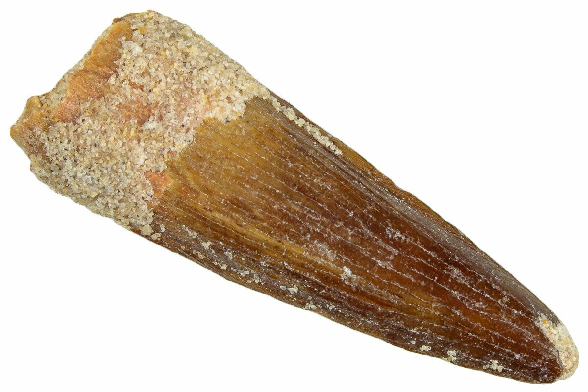 1.71" Fossil Spinosaurus Tooth - Real Dinosaur Tooth (#292654) For Sale ...