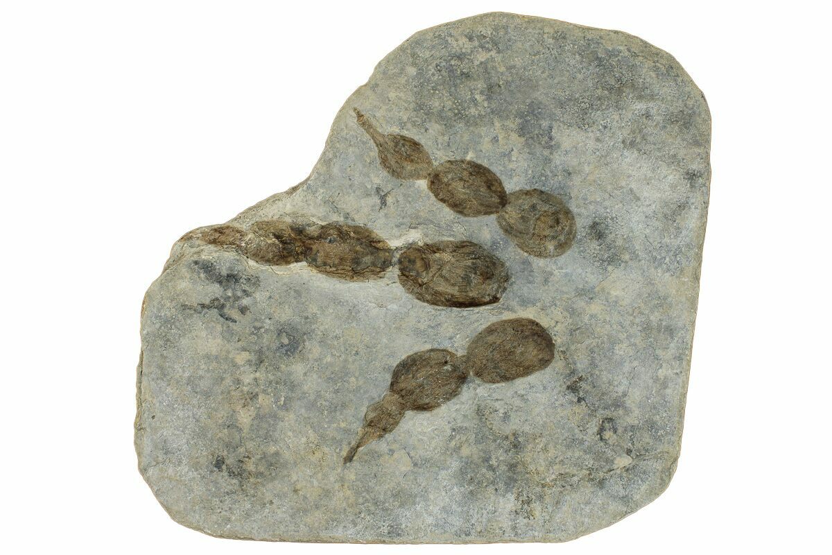 6.3" Dinosaur (Grallator) Track - Positive Impression (#293128) For ...