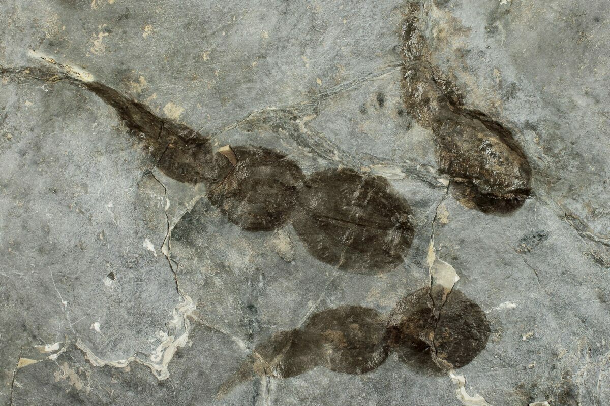 5.8" Dinosaur (Grallator) Track - Negative Impression (#293152) For ...